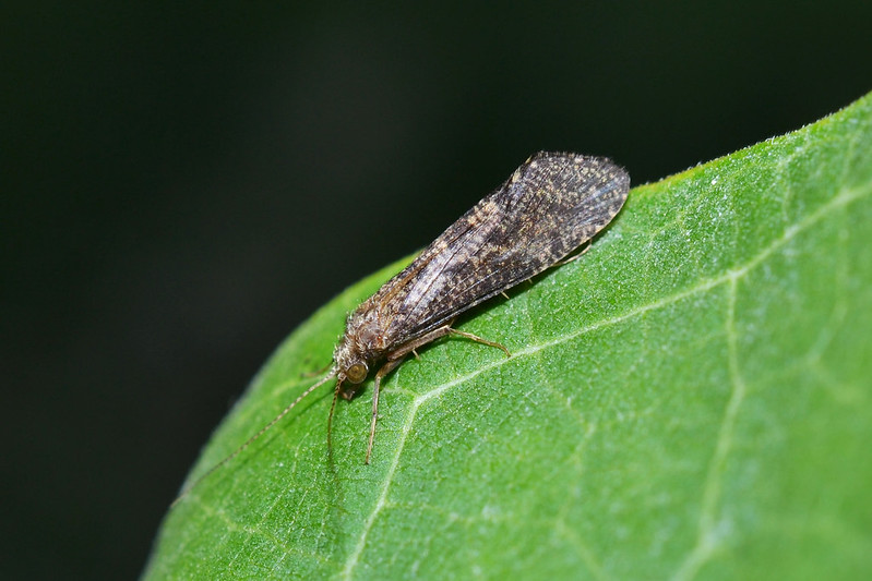 Flying insects underwater : caddisflies, stoneflies, mayflies, midges ...