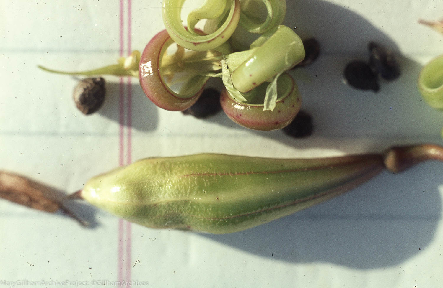 Himalayan Balsam (Impatiens glandulifera) - NEXUS Citizen Science Luxemburg