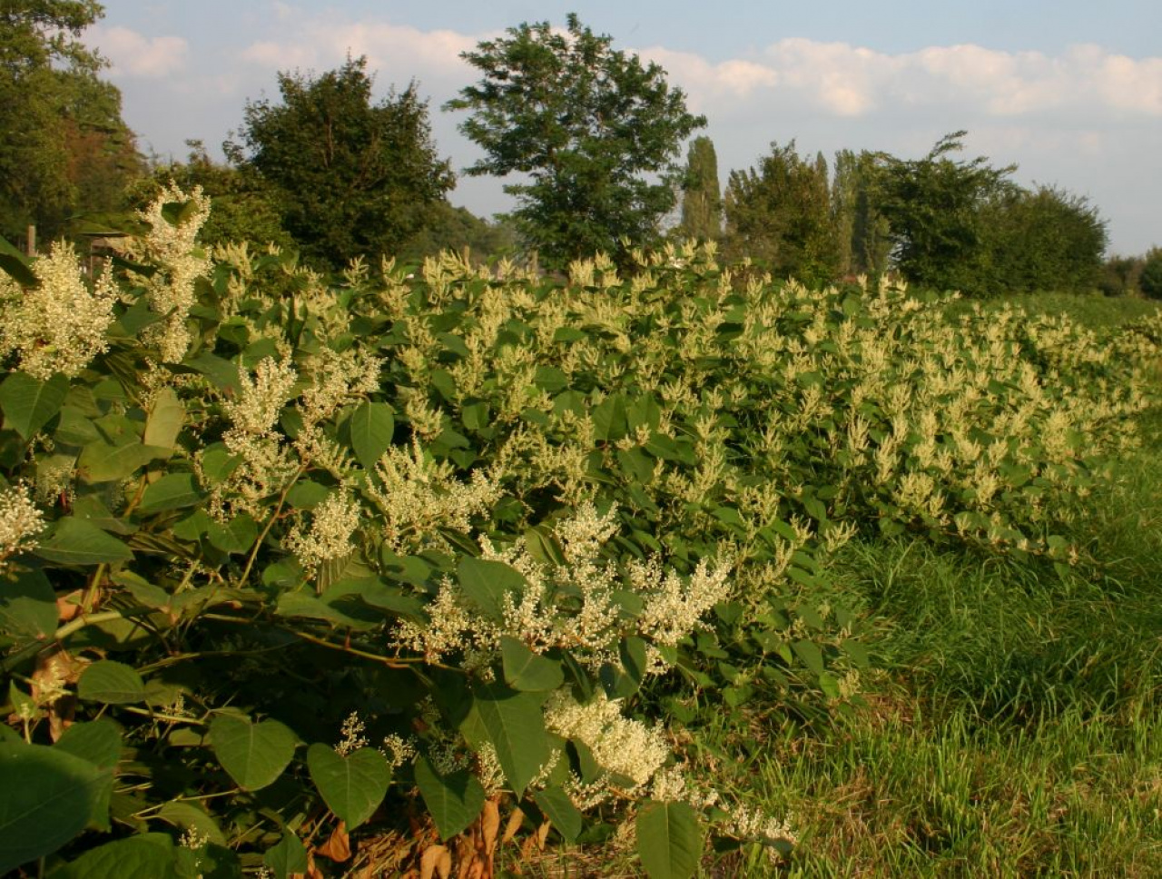 Japanese knotweed (Fallopia japonica, F. sachalinensis, F. x bohemica ...