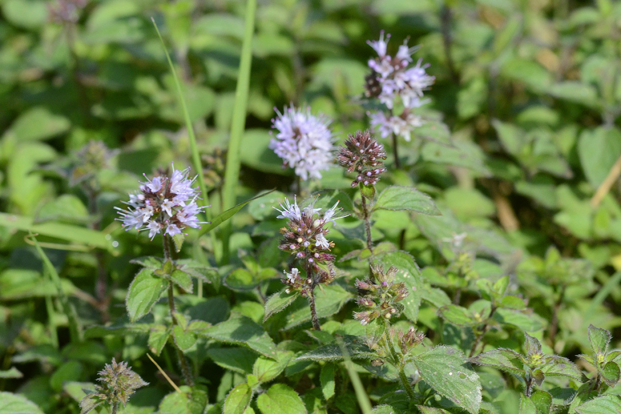Water mint (Mentha aquatica) - NEXUS Citizen Science Luxemburg