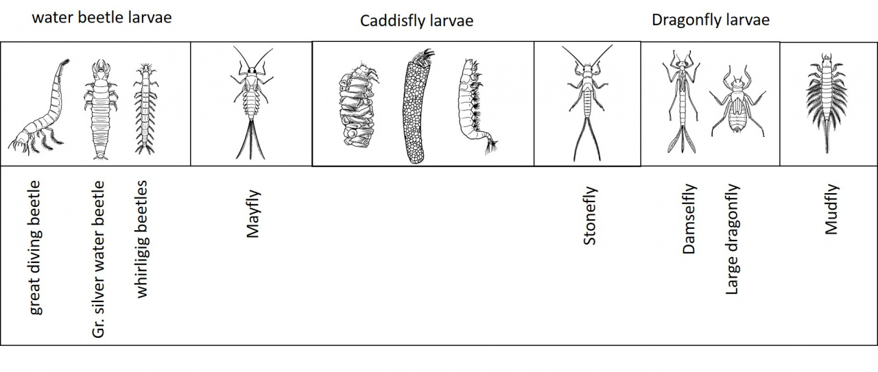 Identification chart macroinvertebrates - NEXUS Citizen Science Luxemburg